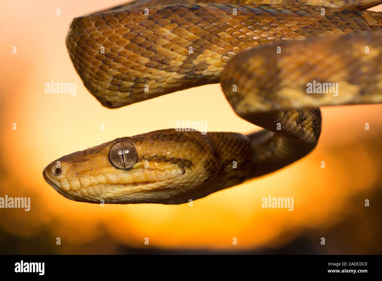 Ringed tree boa (Corallus annulatus) hunting at sunset. Photographed ...