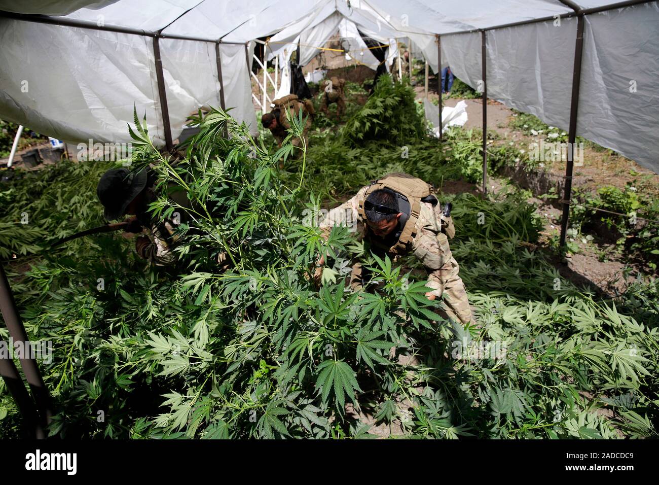 Law enforcement officers seizing marijuana plants during a raid on a ...