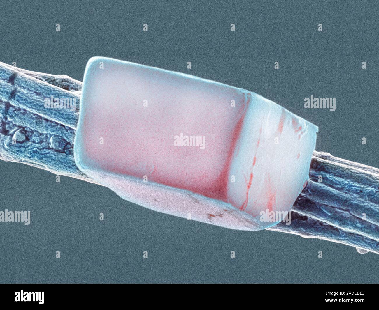 Coloured scanning electron micrograph (SEM) of a salt crystal on spider ...