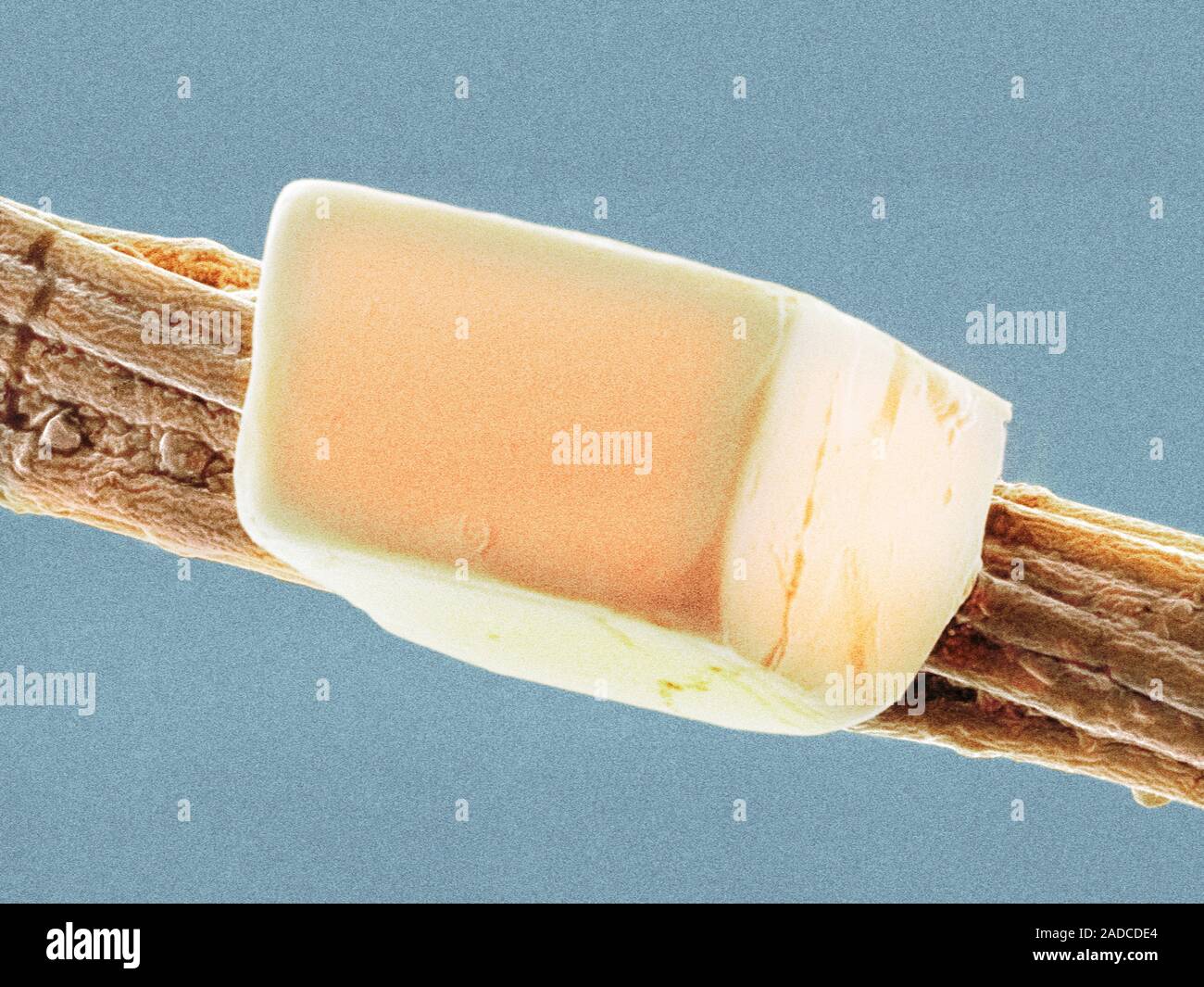 Coloured scanning electron micrograph (SEM) of a salt crystal on spider ...