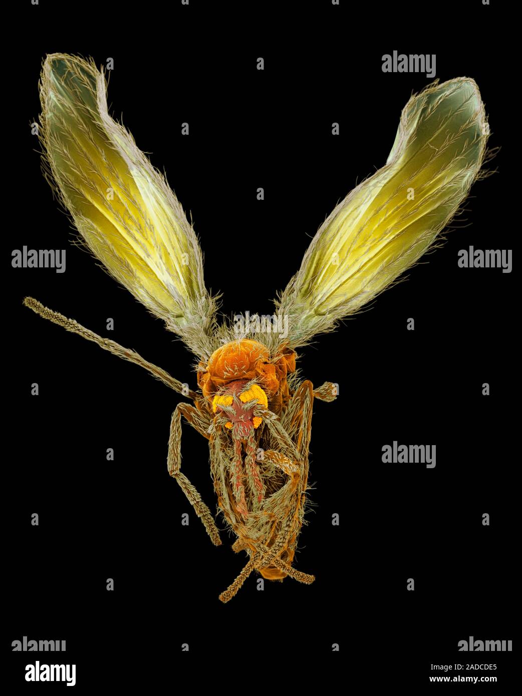 Moth fly (Telmatoscopus sp.), coloured scanning electron micrograph ...