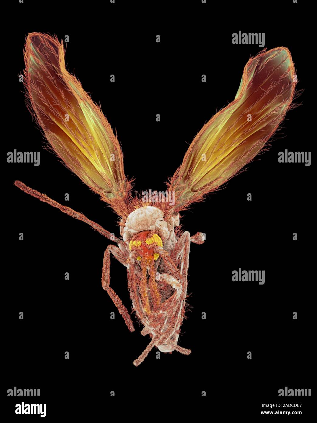 Moth fly (Telmatoscopus sp.), coloured scanning electron micrograph ...