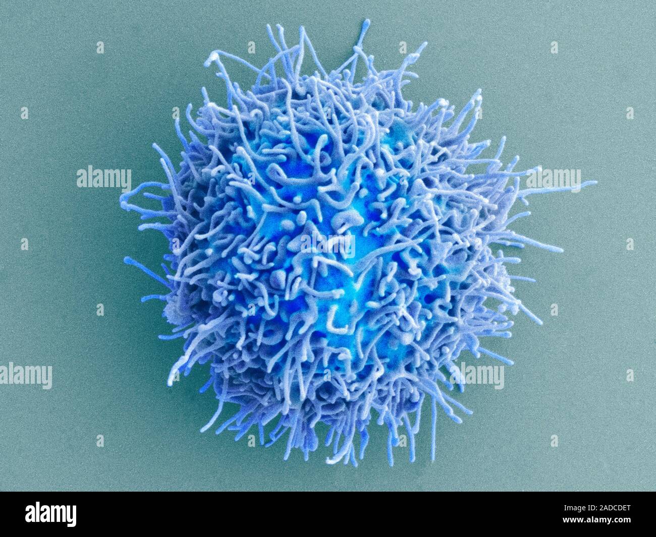 Coloured scanning electron micrograph (SEM) of a megakaryocyte ...
