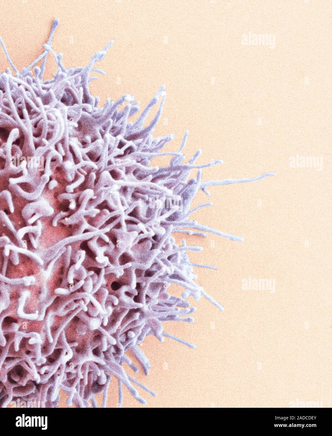 Coloured scanning electron micrograph (SEM) of a megakaryocyte ...