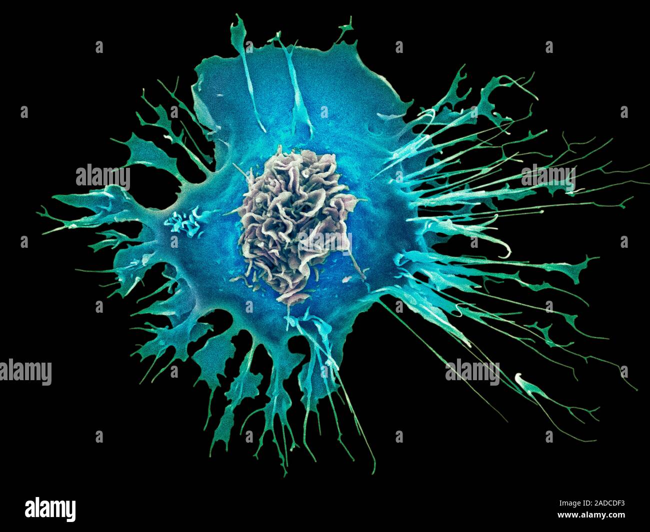 Human dendritic cell, coloured scanning electron micrograph (SEM ...