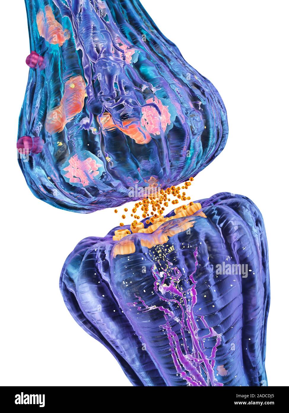 Nerve synapse. Computer artwork of a junction, or synapse, between two ...