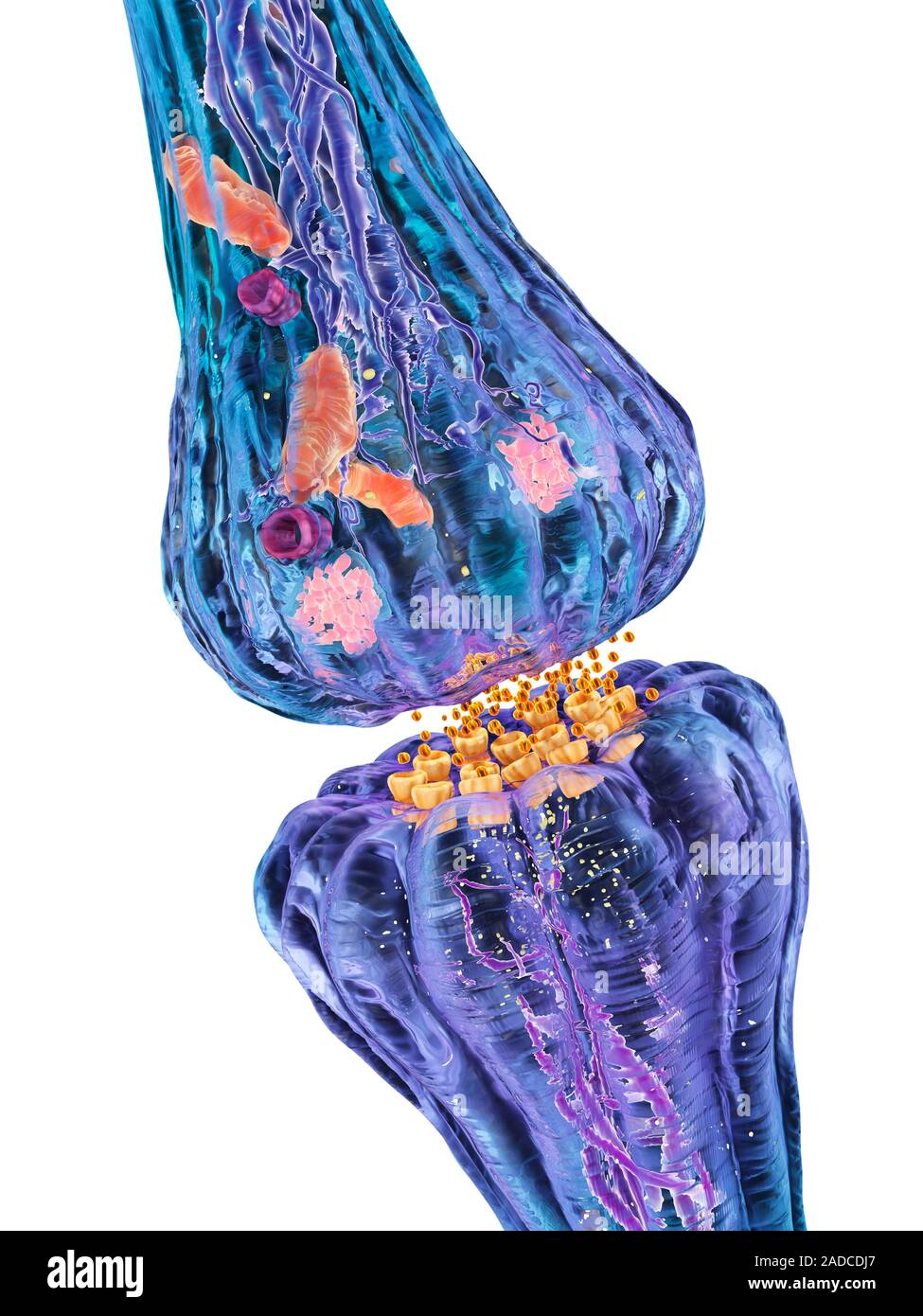 Nerve synapse. Computer artwork of a junction, or synapse, between two ...