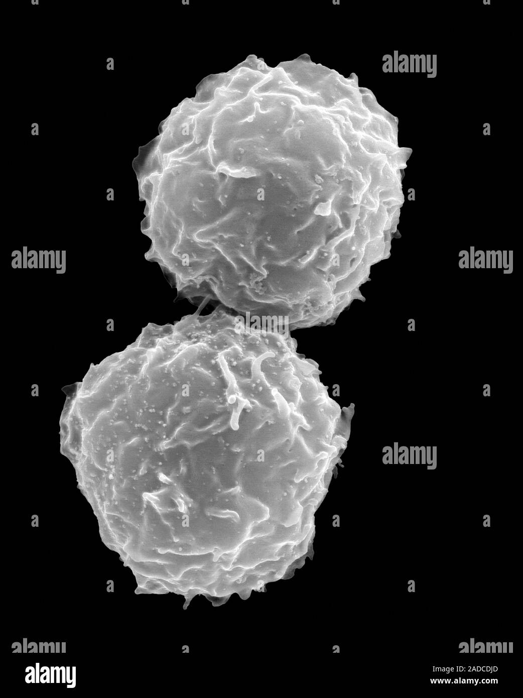 Hematopoietic stem cells isolated from human bone marrow, scanning ...