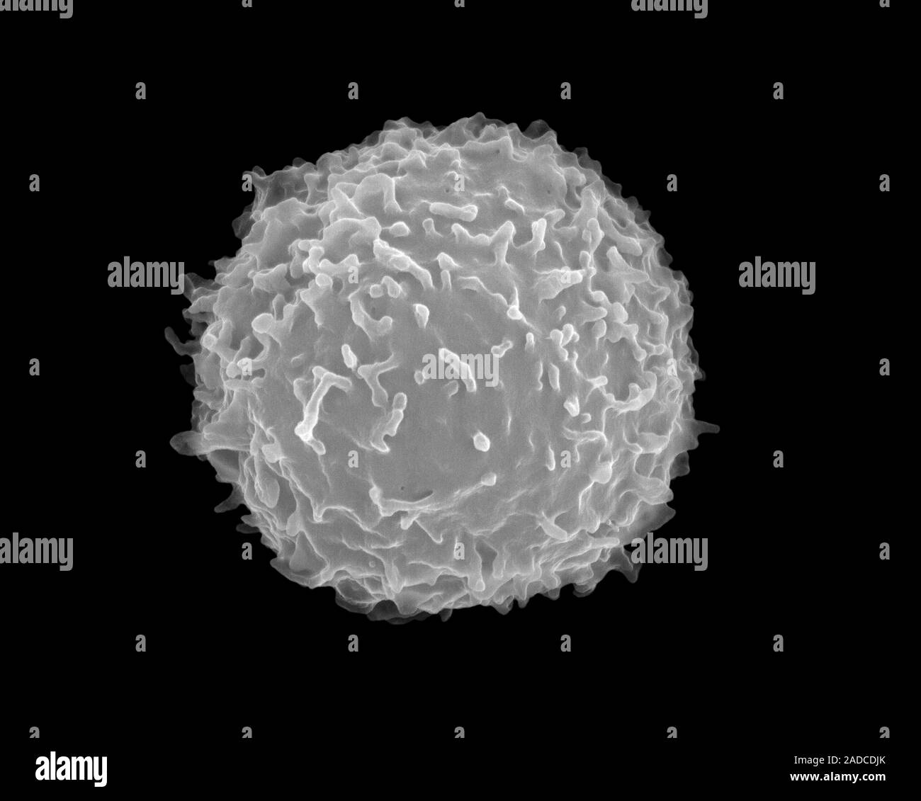 Human T lymphocyte (T cell), scanning electron micrograph (SEM ...