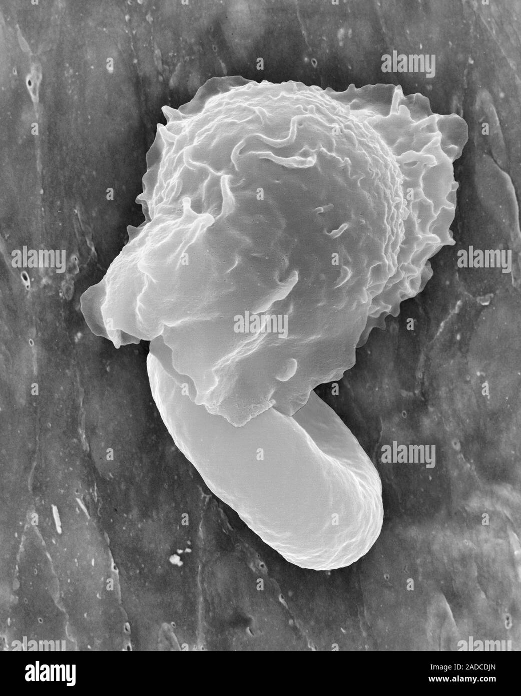 Blood monocyte and phagocytosis of a dying red blood cell, scanning ...