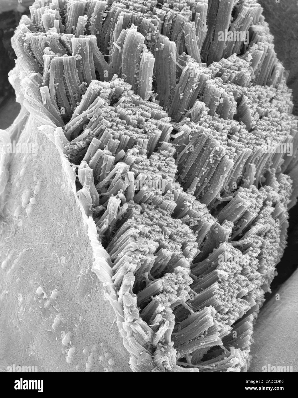 Skeletal muscle fibre with exposed intracellular actin myosin filaments, scanning electron ...