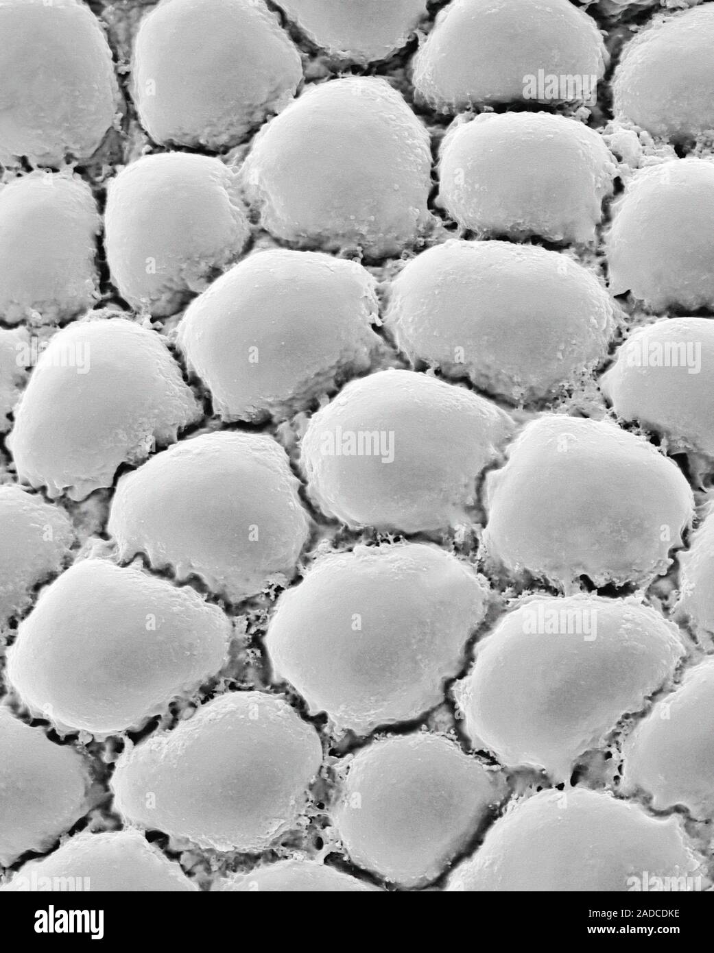 Adipose connective tissue composed mainly of adipocytes (fat cells ...