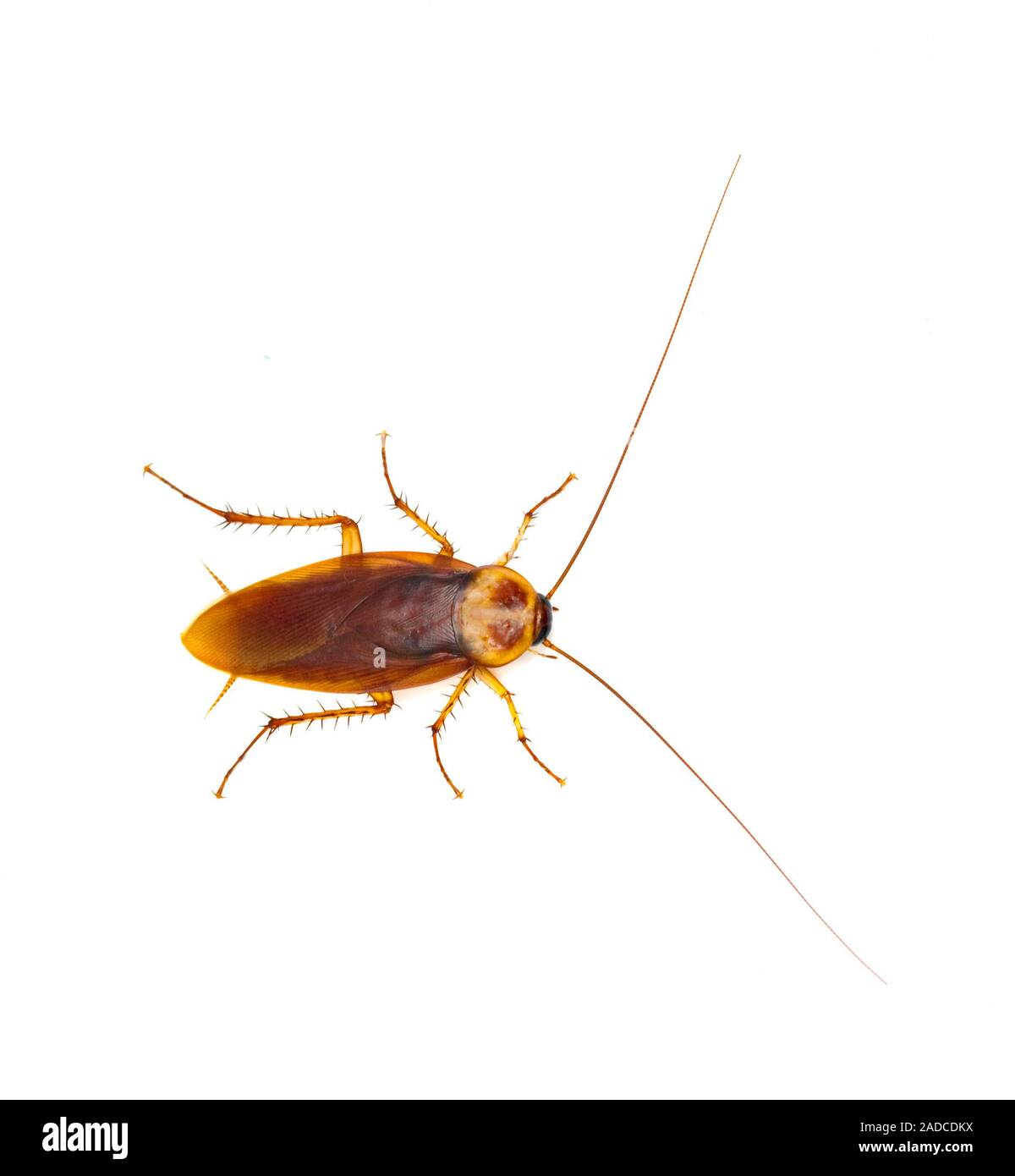 Cockroach isolated on white background Stock Photo - Alamy