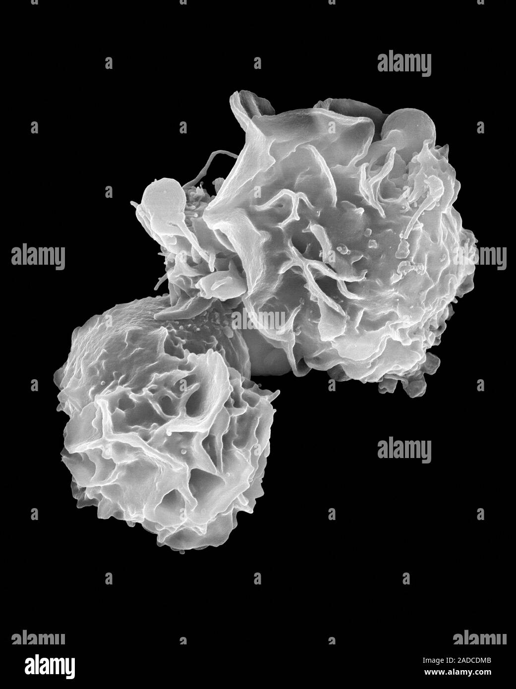 Granulocytic white blood cells (neutrophils), scanning electron ...