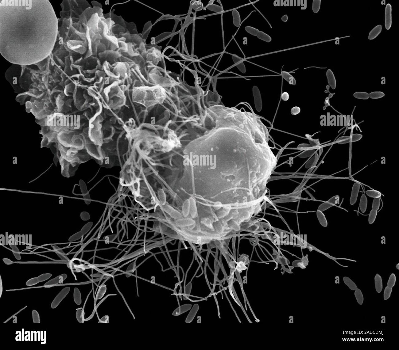 Lung pleural cavity macrophage and monocyte, scanning electron ...