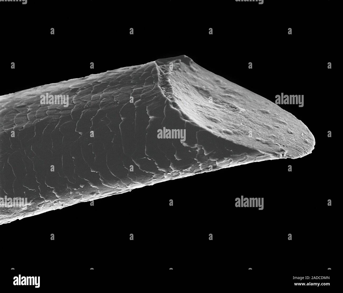 Human beard hair cut with a razor blade, scanning electron micrograph ...