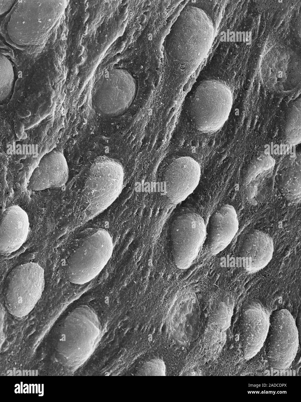 Surface of the heart pericardium, scanning electron micrograph (SEM ...