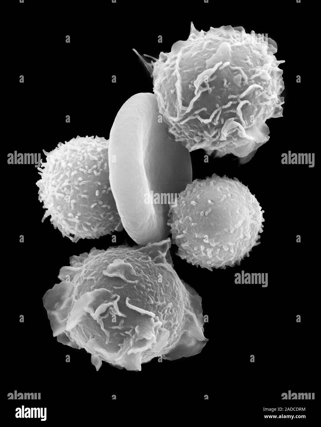 Neutrophils, T-lymphocytes and a red blood cell, scanning electron ...