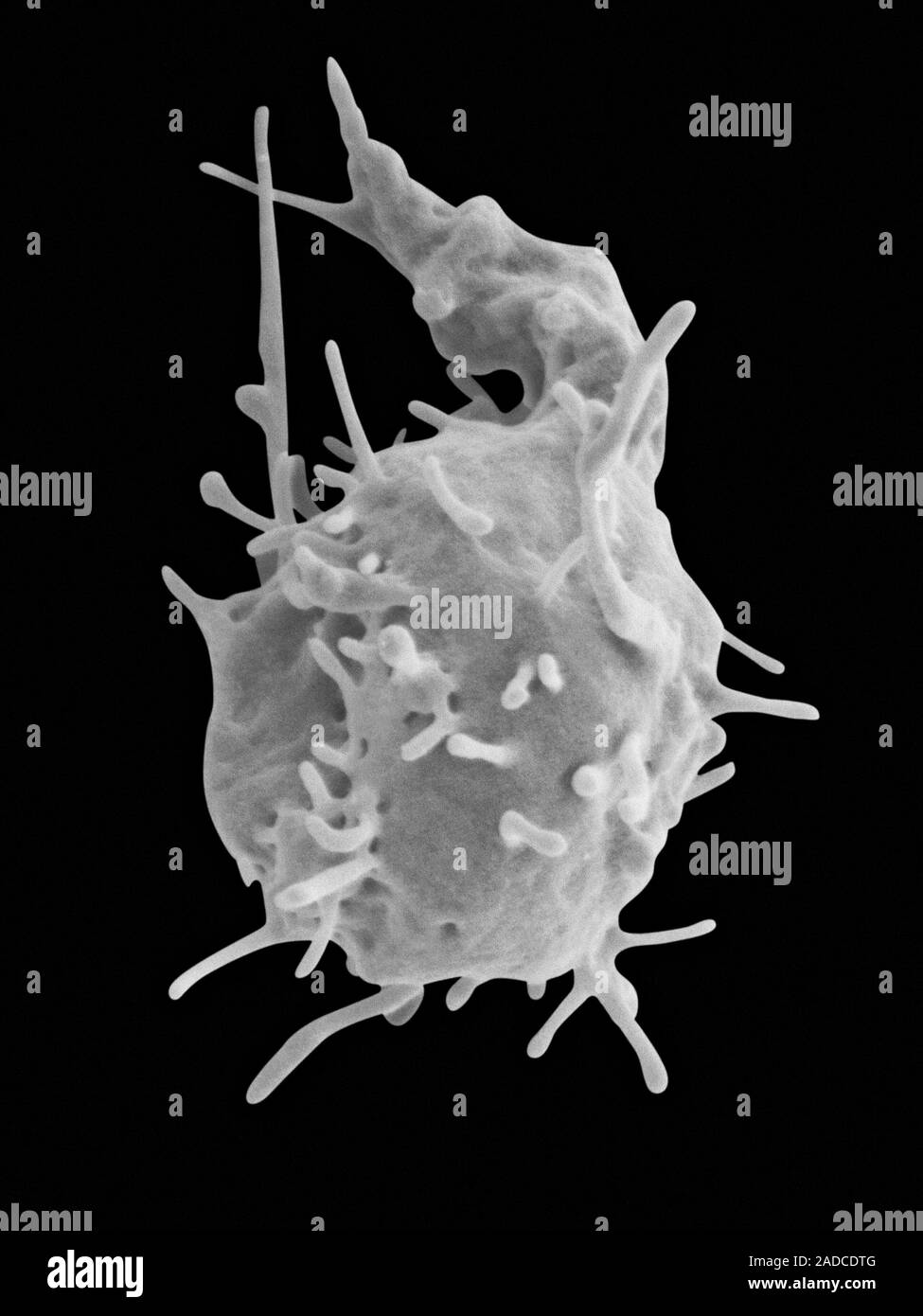 Newly formed platelet (thrombocyte) after megakaryocyte differentiation ...