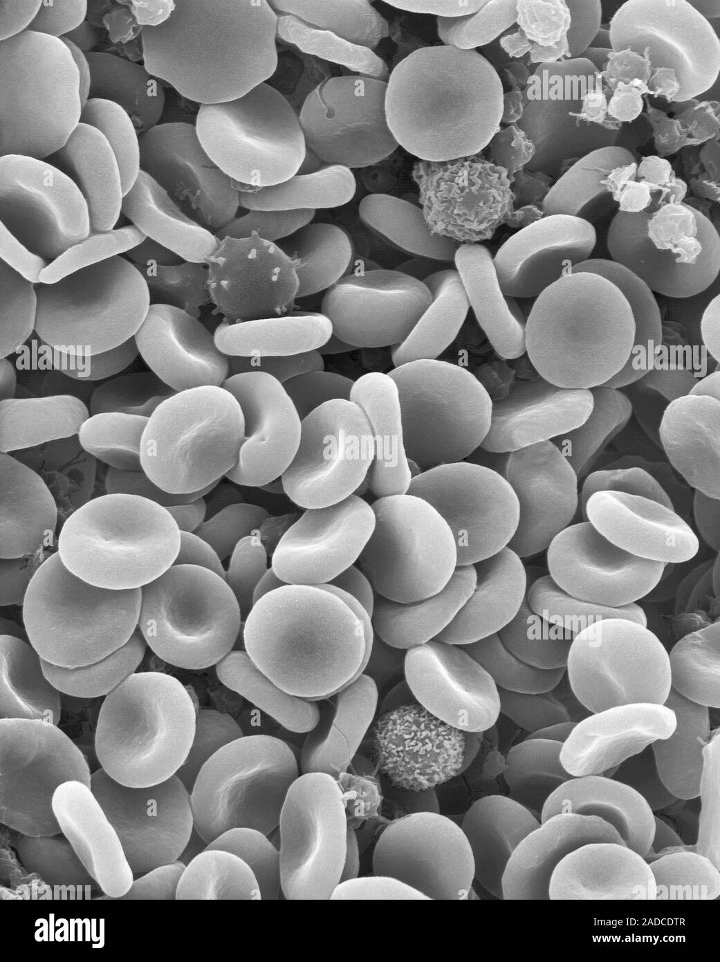 Human red blood cells, monocyte, neutrophil, T lymphocyte and activated ...