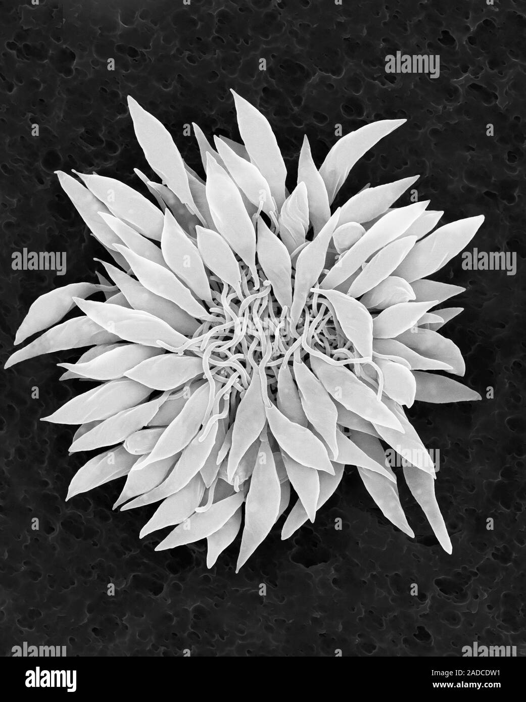 Parasitic promastigotes that cause leishmaniosis in humans (Leishmania ...