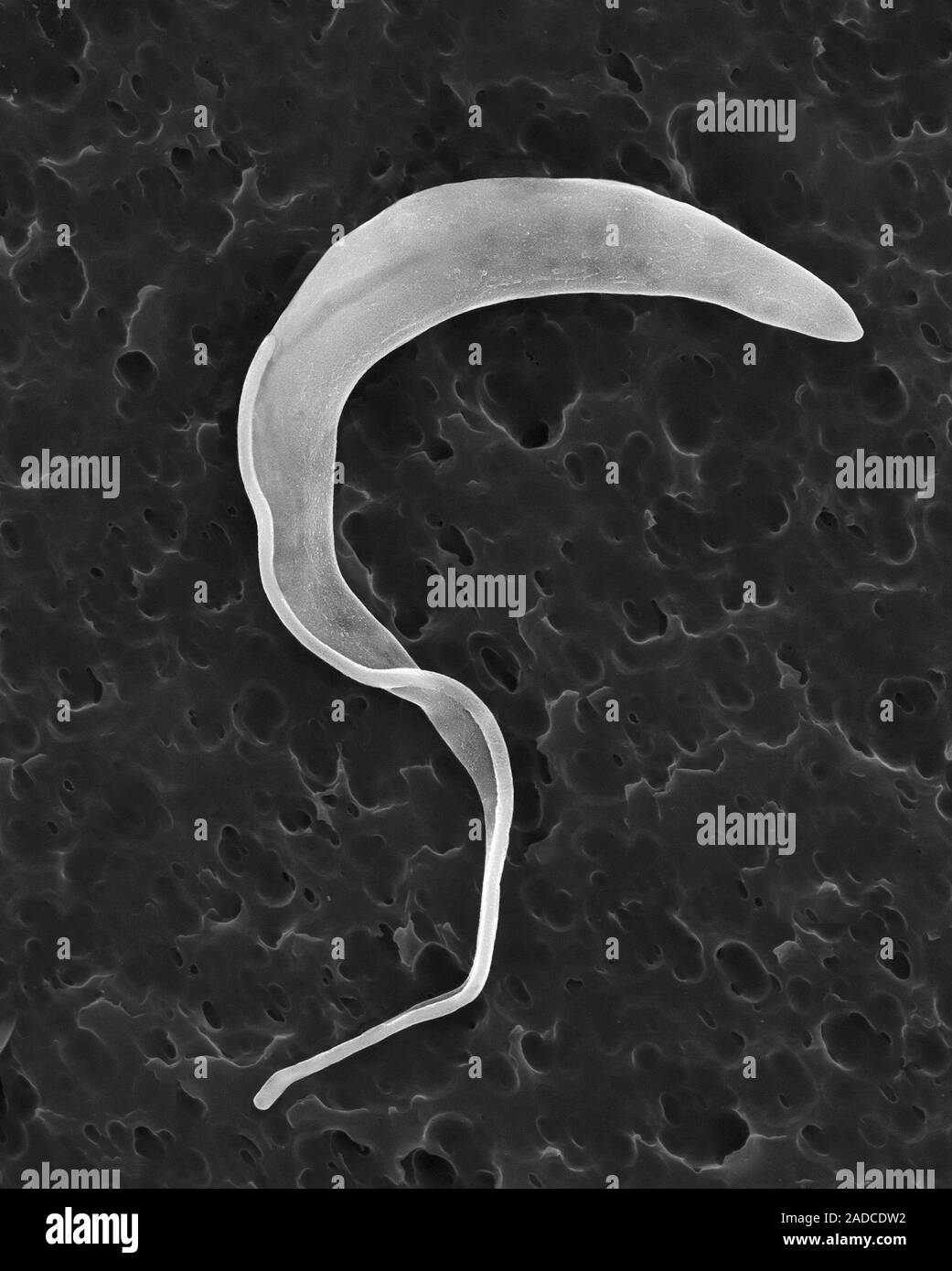 Trypanosome trypomastigote (Trypanosoma sp.), scanning electron ...