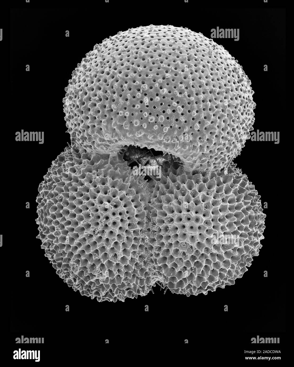Planktonic foraminiferan (foram) test from the southern Caribbean ...