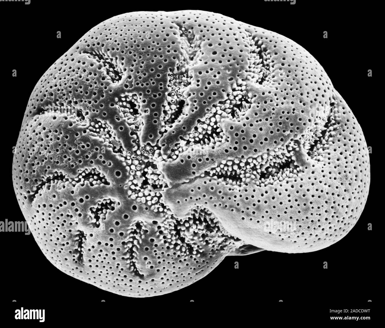 Foraminiferan test (Elphidium sp.), scanning electron micrograph (SEM ...