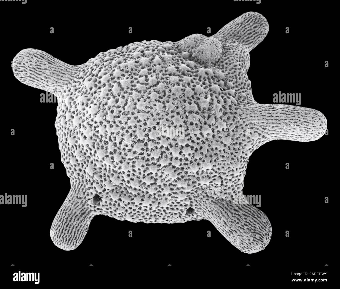 Foraminiferan test from Iriomote Jima, Ryukyu Islands, Japan (Calcarina ...