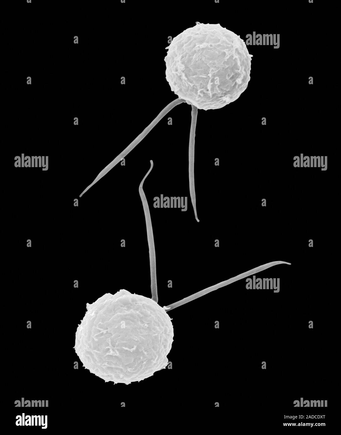 Scanning electron micrograph (SEM) of marine phytoplankton haptophyte ...