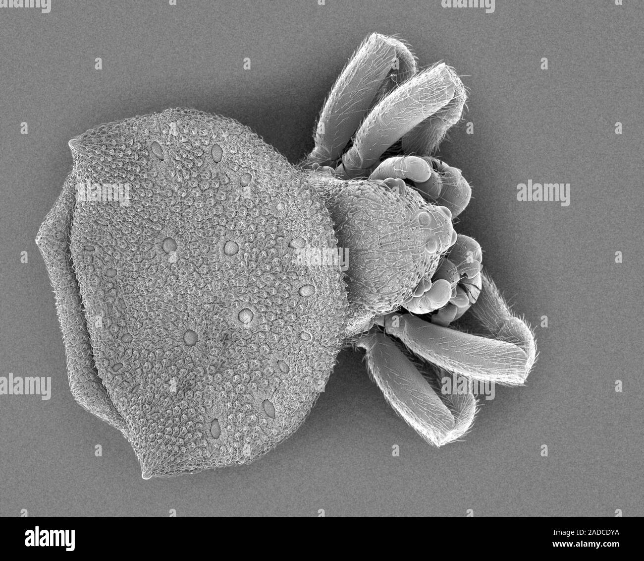 Scanning electron micrograph (SEM) of Spiny-backed spider ...