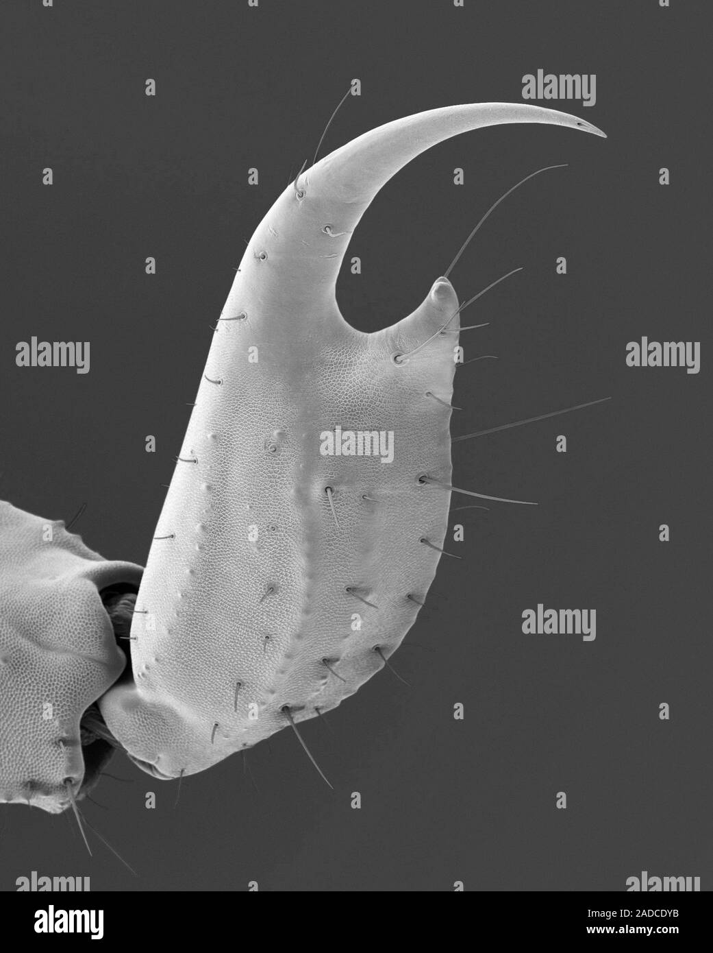 Scanning electron micrograph (SEM) of Lesser brown scorpion stinger ...