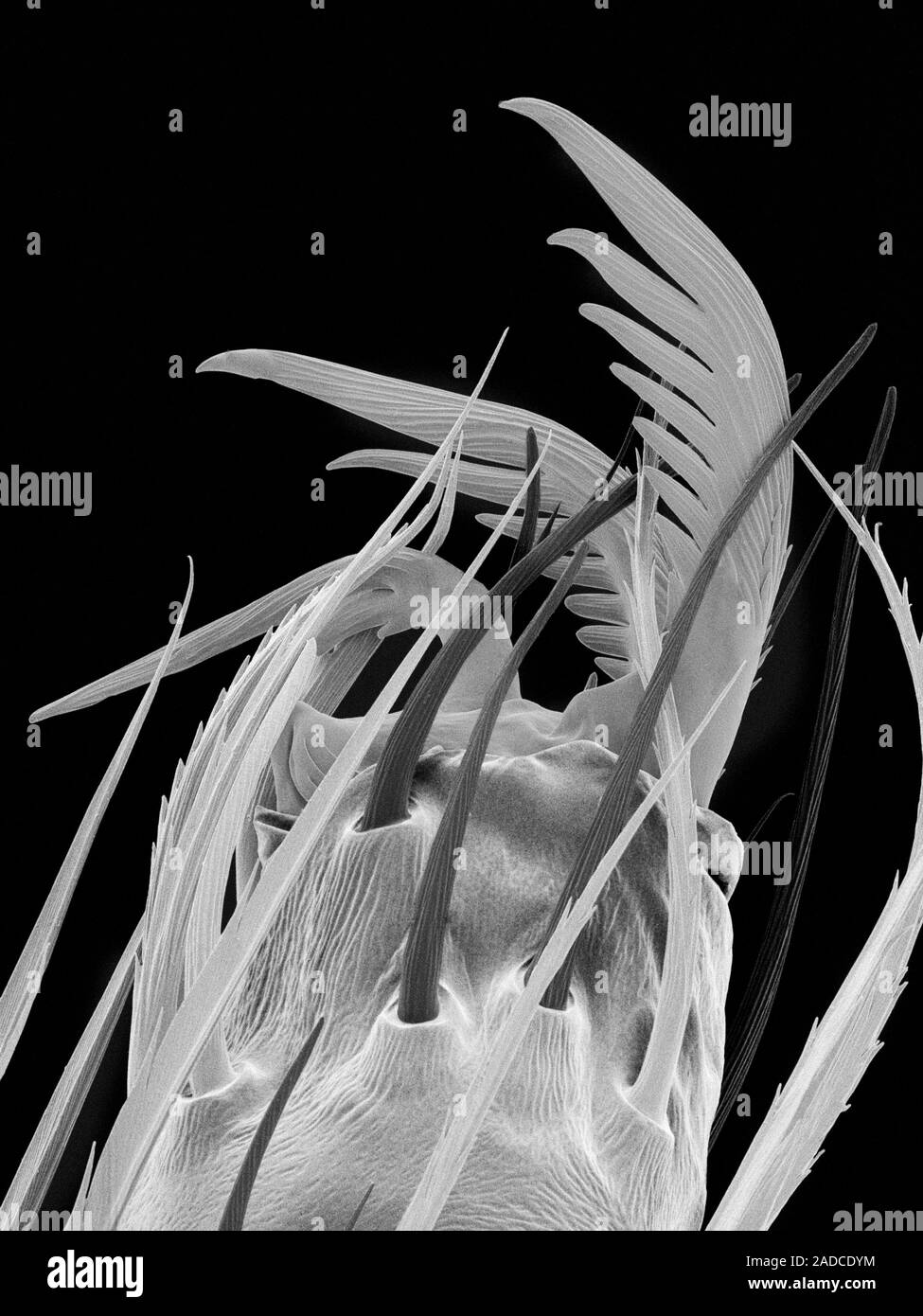 Scanning electron micrograph (SEM) of false black widow spider ...
