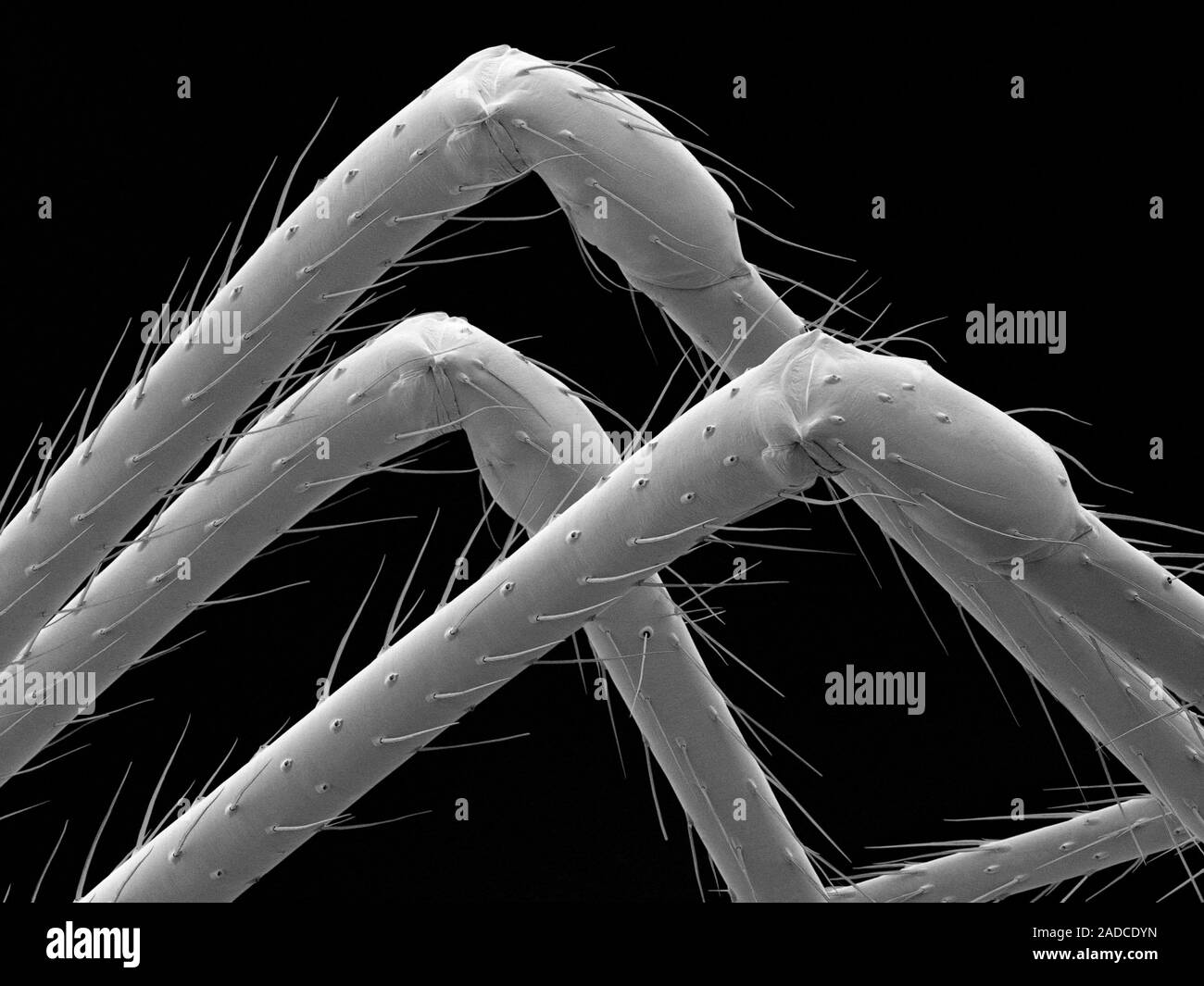 Scanning electron micrograph (SEM) of Daddy longlegs spider (Pholcus sp ...