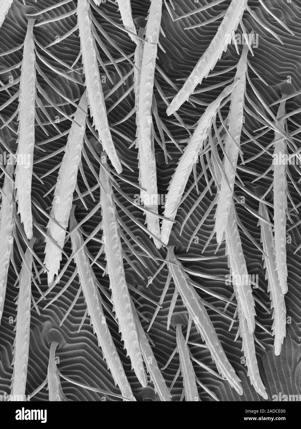 Scanning electron micrograph (SEM) of diving bell spider abdomen setae ...
