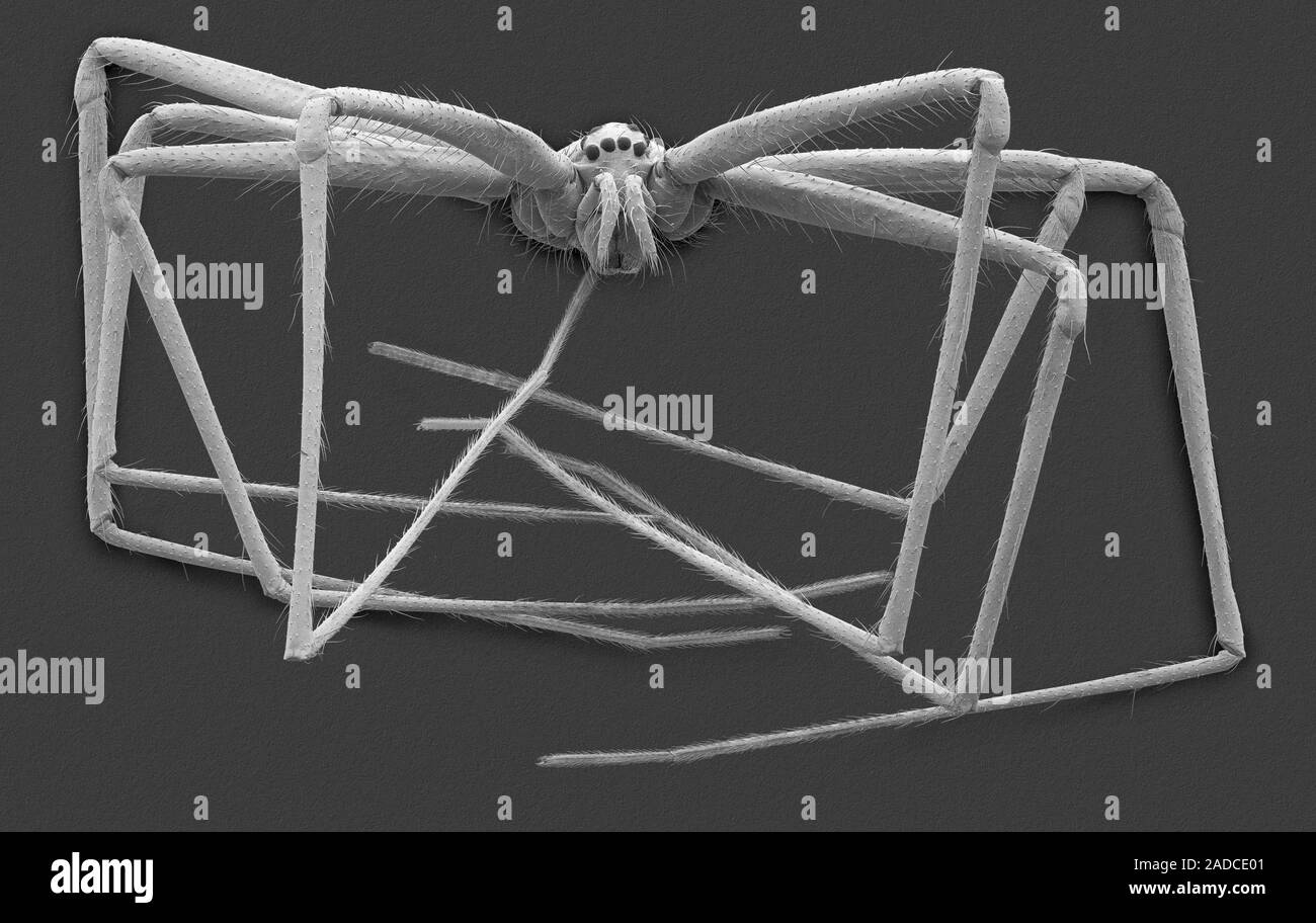 Scanning electron micrograph (SEM) of cellar spider (Physocyclus ...