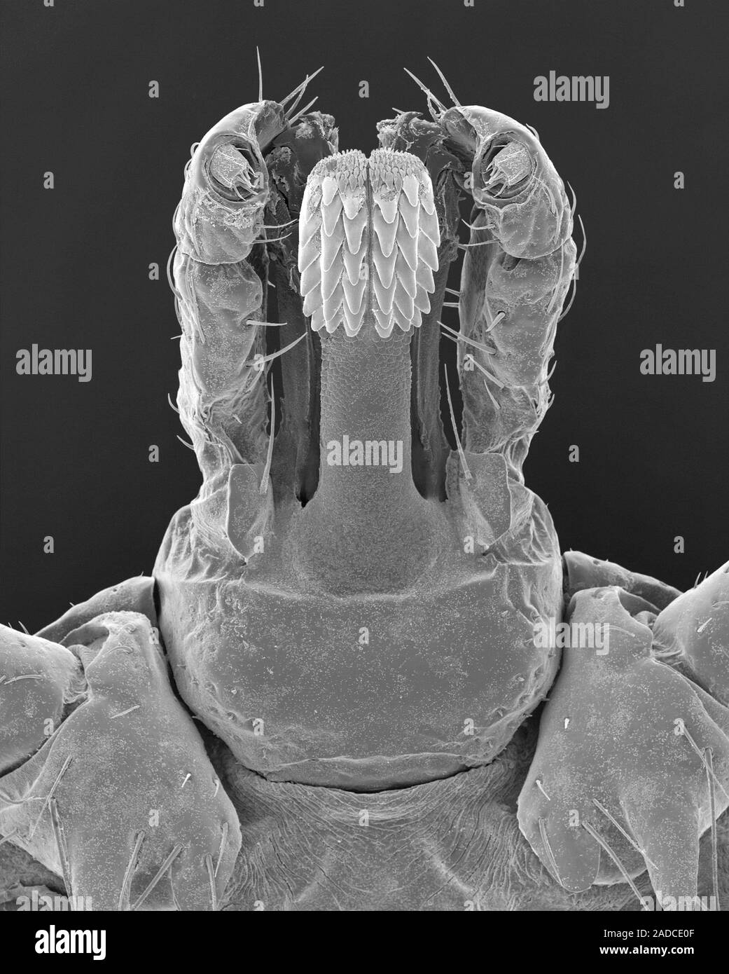 Scanning electron micrograph (SEM) of Lone star tick head (Amblyomma ...