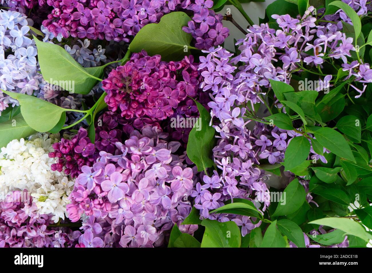 Fresh lilac flowers Stock Photo - Alamy