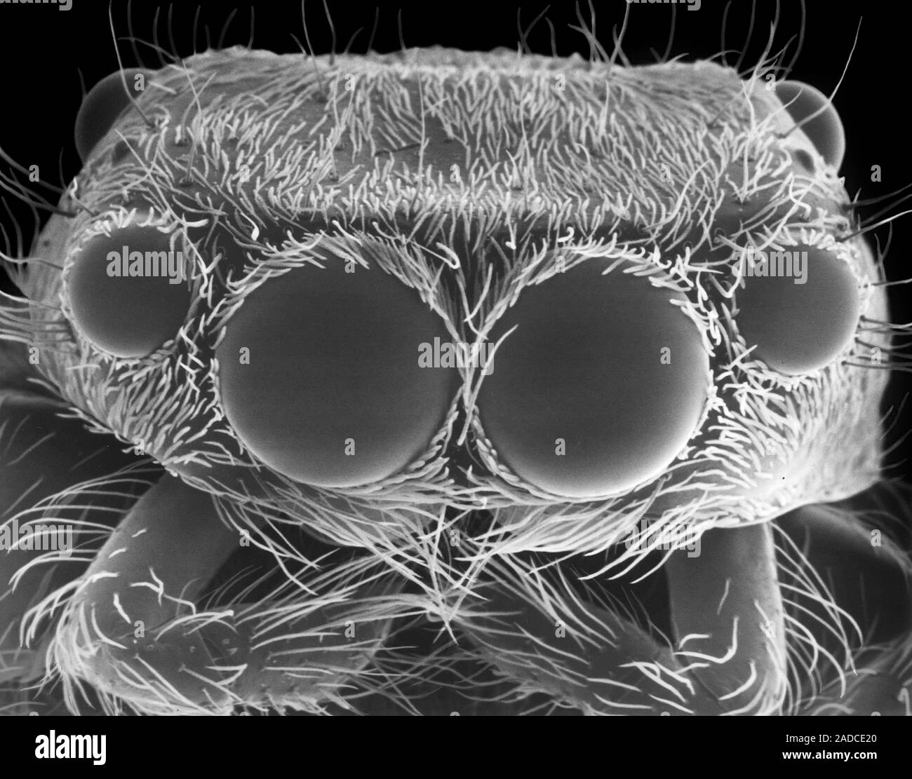 Scanning electron micrograph (SEM) of pantropical jumping spider ...