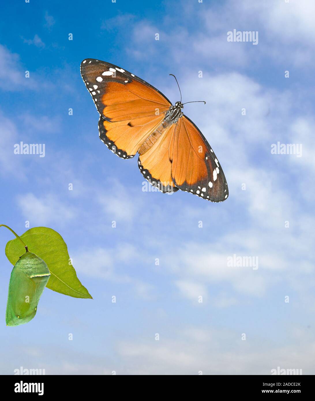 Monarch butterfly and pupae isolated on white background Stock Photo ...