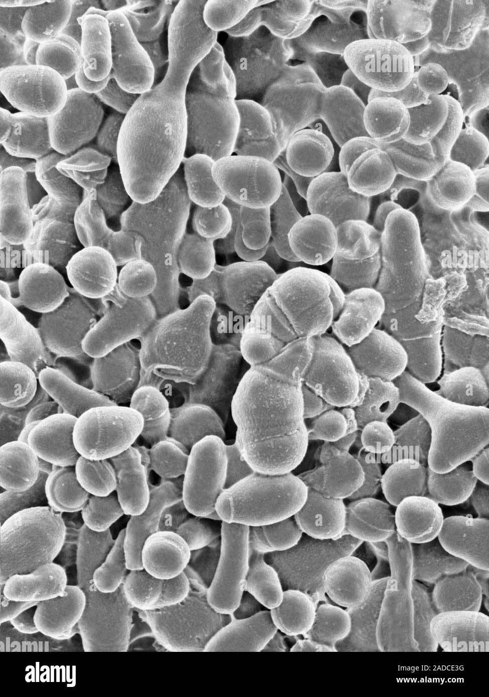 Scanning electron micrograph (SEM) of Microbacterium kitamiense is a ...