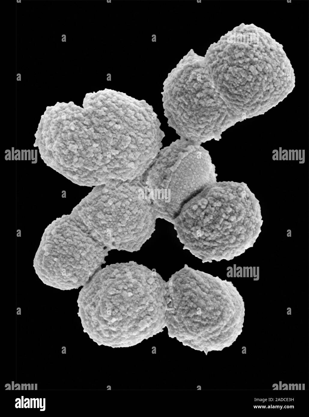 Scanning electron micrograph (SEM) of Ornithinicoccus hortensis is a ...