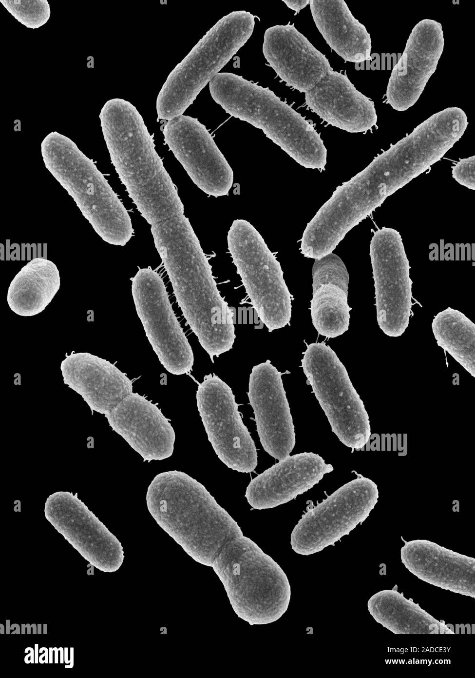 Scanning electron micrograph (SEM) of Sphingobacterium psychroaquaticum ...