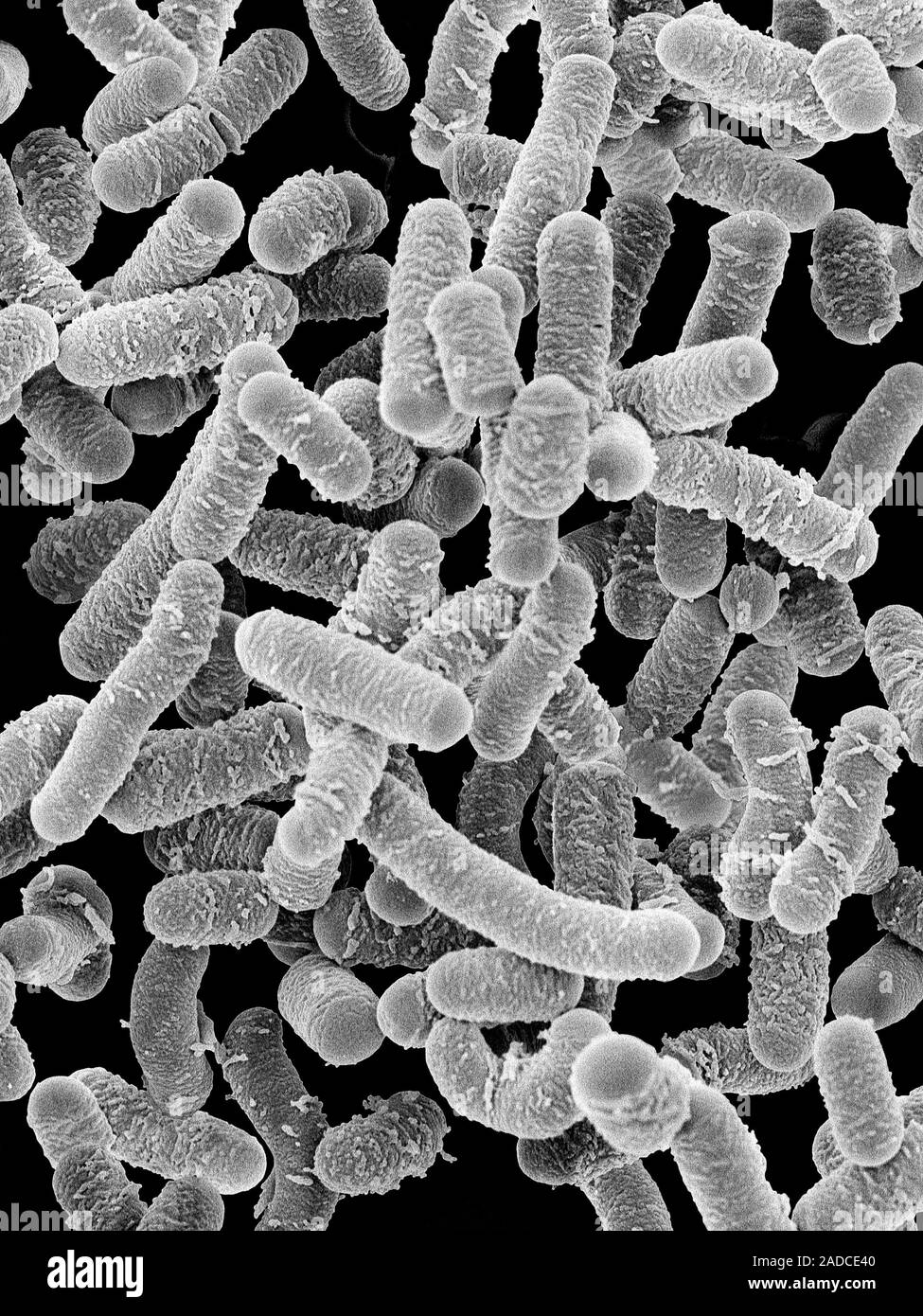 Scanning electron micrograph (SEM) of Lactobacillus salivarius is ...