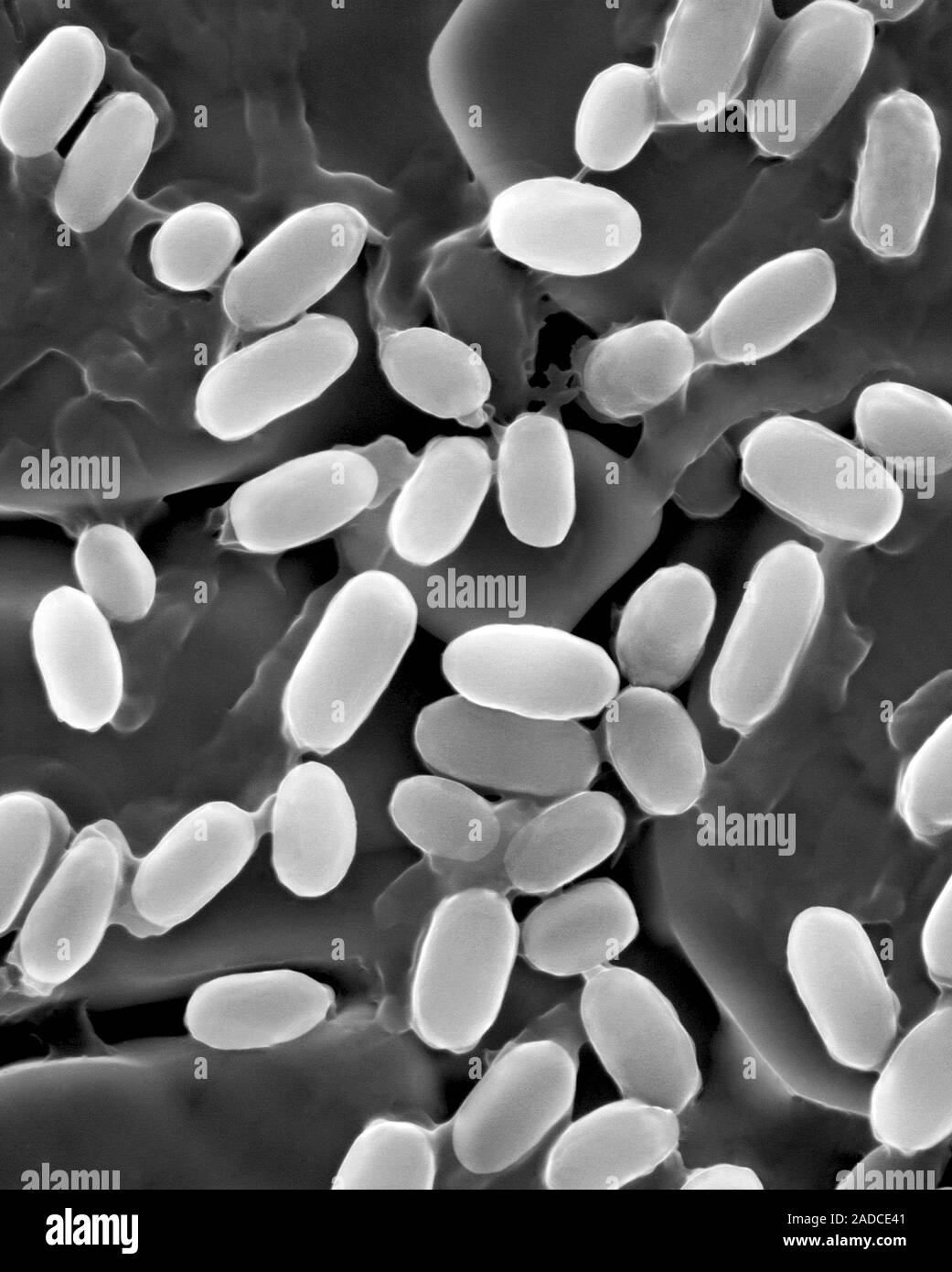 Scanning electron micrograph (SEM) of Geobacillus stearothermophilus ...