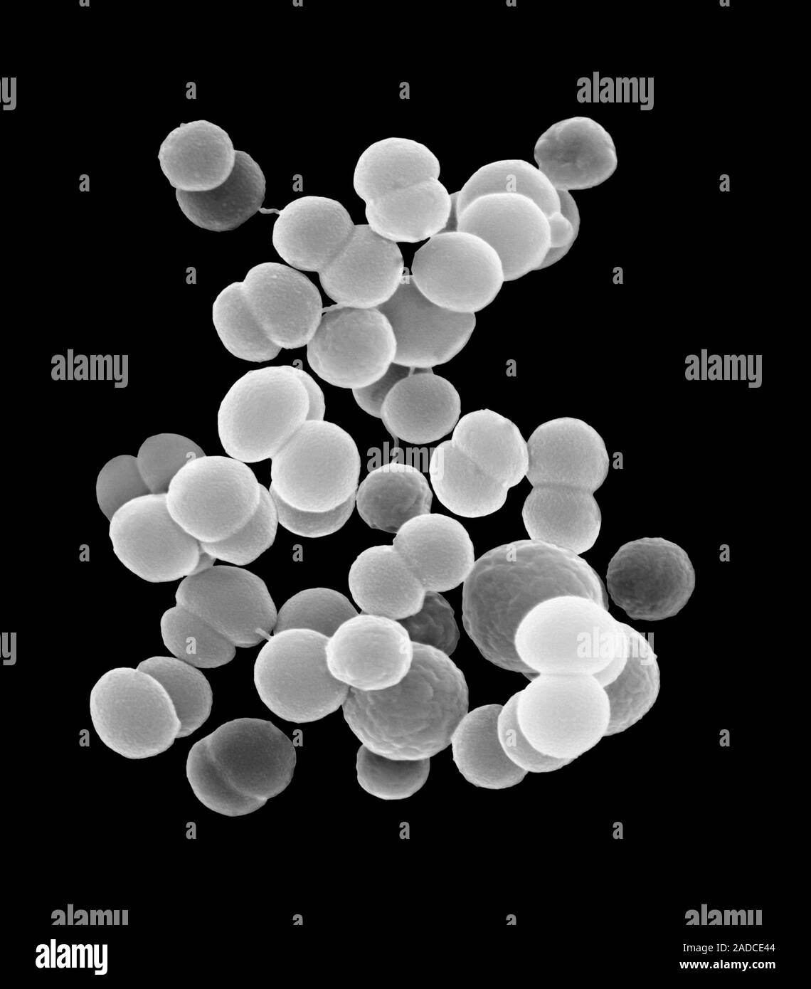 Scanning electron micrograph (SEM) of Neisseria mucosa, Gram-negative ...