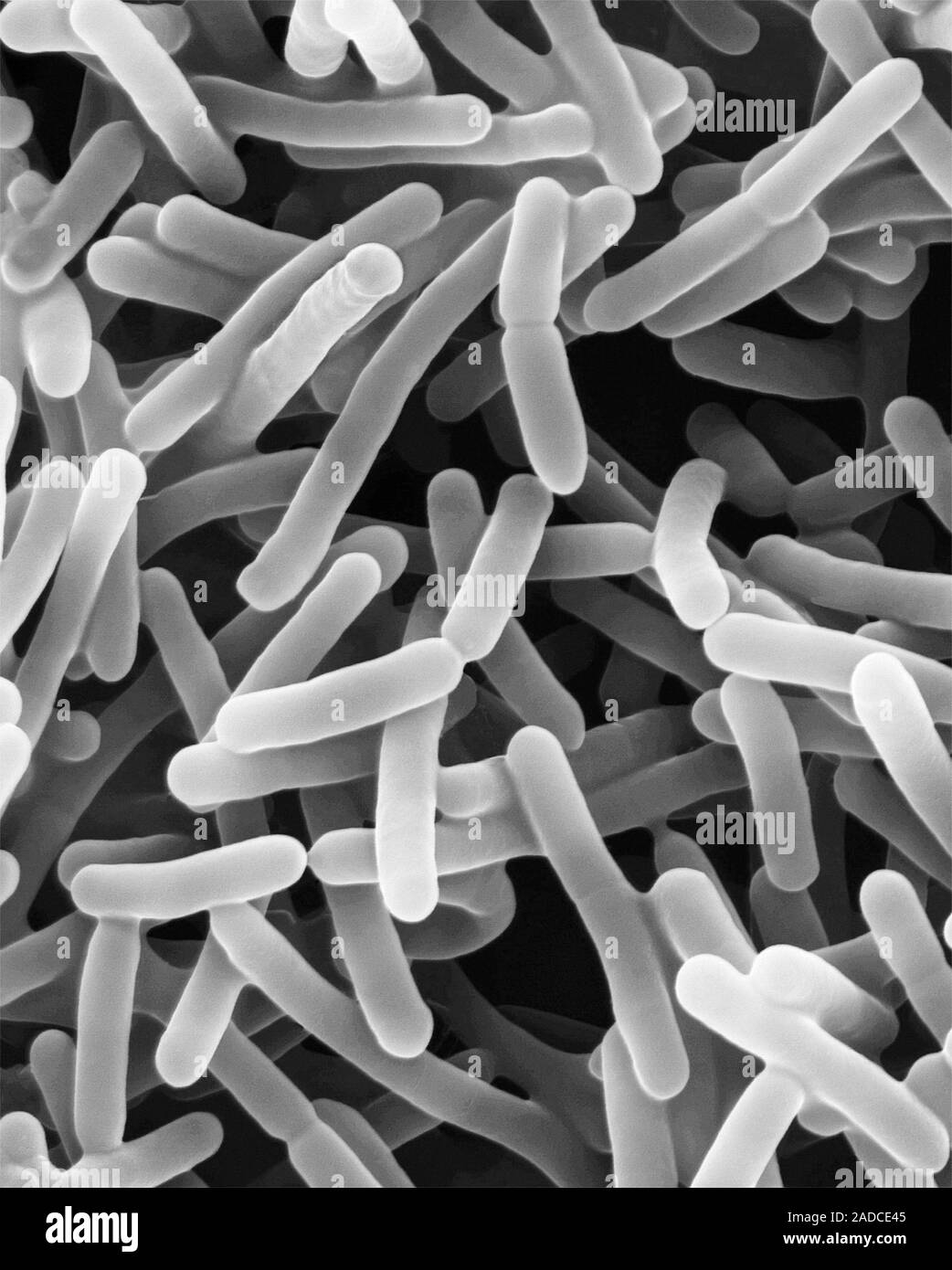 Scanning electron micrograph (SEM) of human intestine probiotic ...