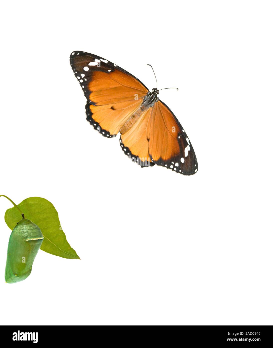 Monarch butterfly and pupae isolated on white background Stock Photo ...
