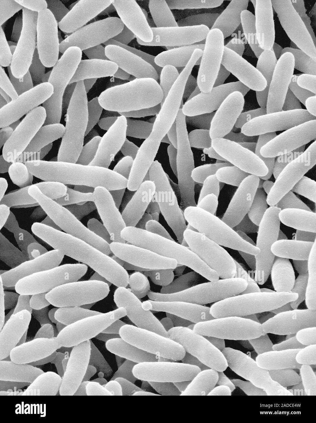 Scanning electron micrograph (SEM) of Prosthecobacter fusiformis ...