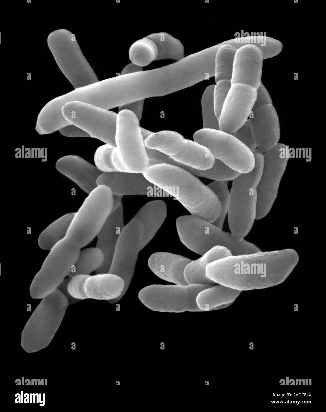 Scanning Electron Micrograph Sem Of Arthrobacter Sp Gram Positive To Gram Variable